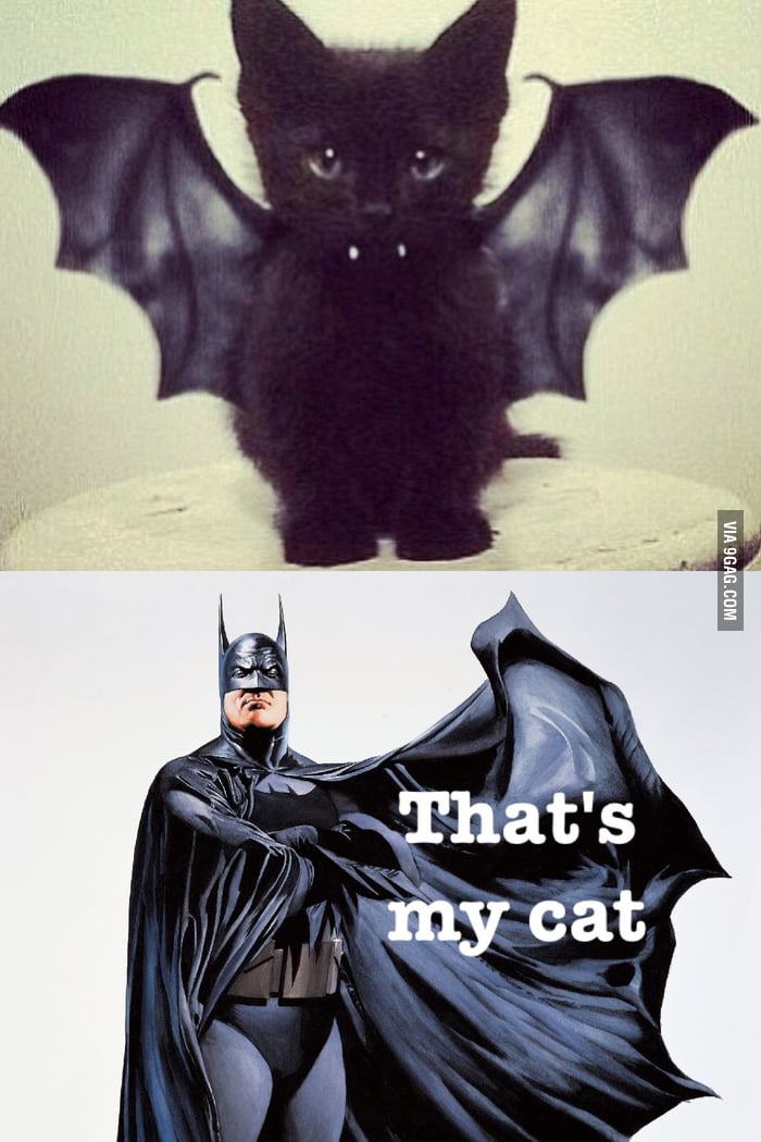 Batcat - 9GAG