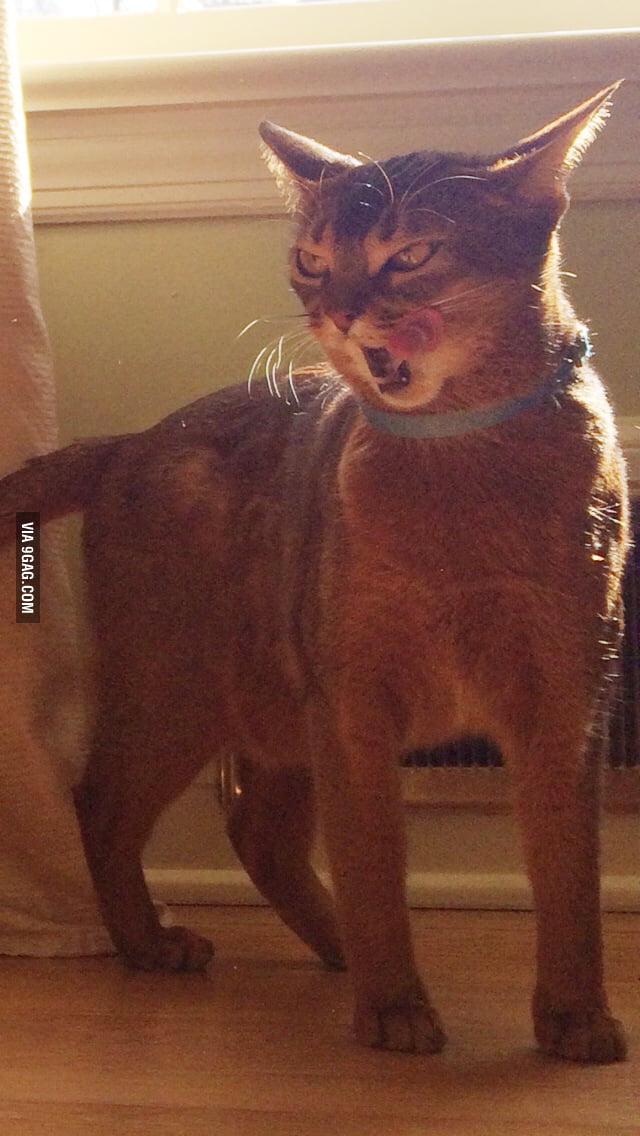 I'm convinced my fiancé's cat is pure evil, this picture proves it. - 9GAG