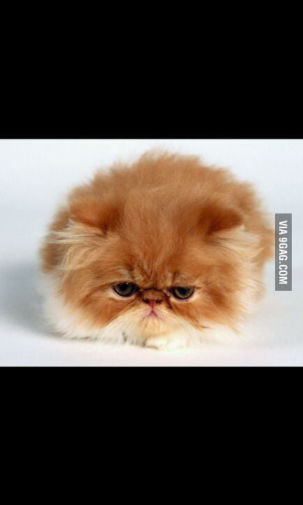 Baby grumpy cat is adorably unamused by your shenanigans. - 9GAG