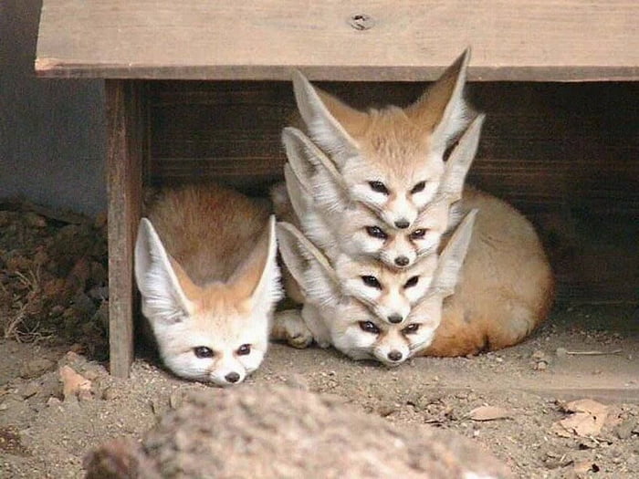 Stack of fennec foxes - 9GAG