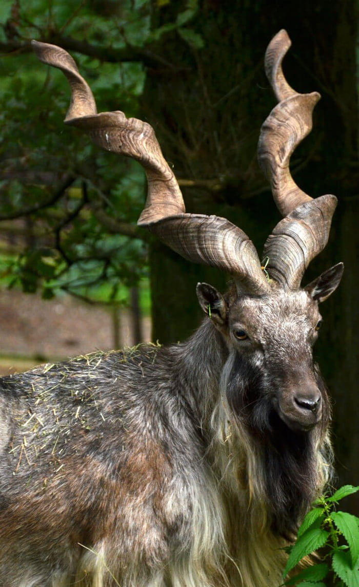 It's not a devil's goat. Its a snake eating sheep in northern regions ...