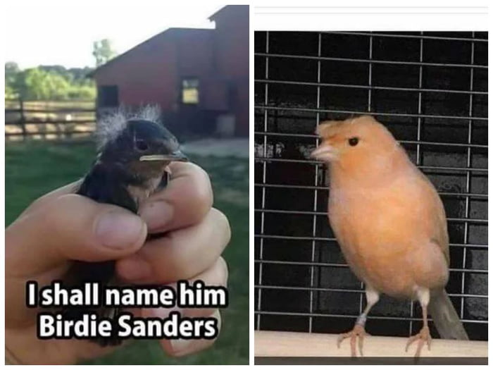 Epic....BIRD BATTLES OF HISTORY - 9GAG