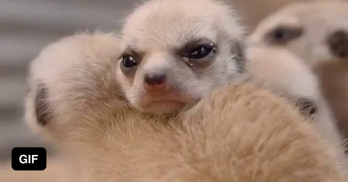 Symbio Meerkats had babies - 9GAG