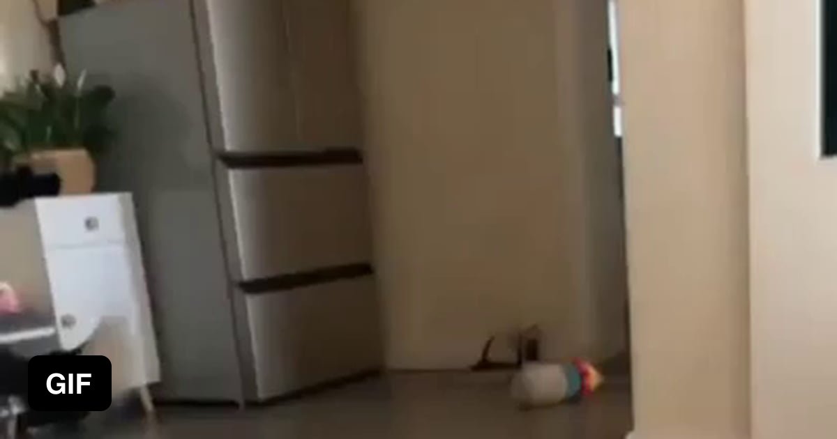 He asked to play with thé laser pointer - 9GAG