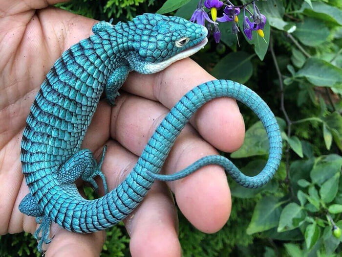 Turquoise Alligator Lizard - 9GAG
