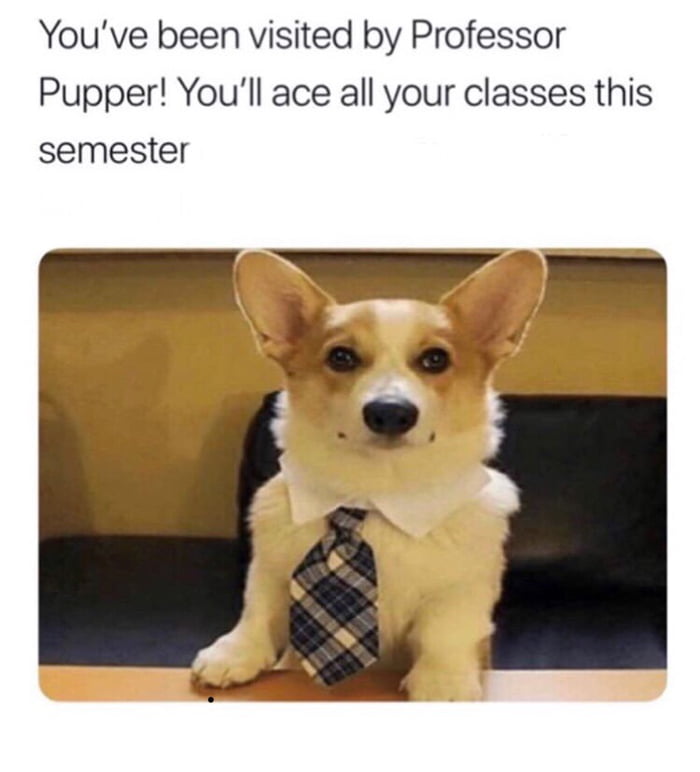 Have faith in Mr. Pupper - 9GAG