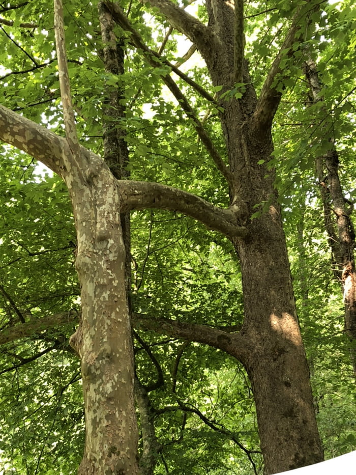 These two trees grew together - 9GAG