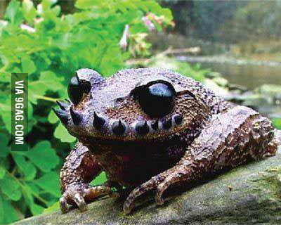 Emei Moustache Toad like a sir! - 9GAG