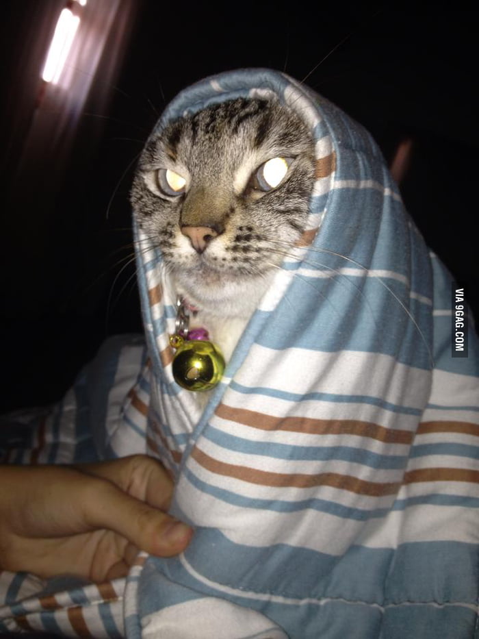 My girlfriend's cat is the mother teresa and she is not happy about it ...