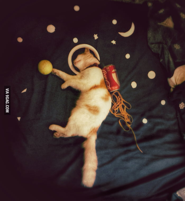 Mota is my cat, in her spare time she has secret adventures. - 9GAG