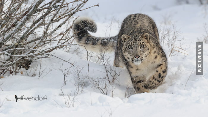 Eye Contact - Snow Leopard - 9GAG