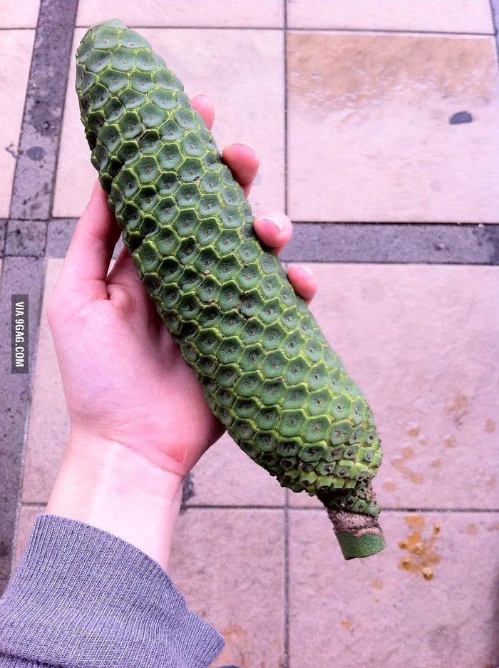 It's a fruit combined with banana and pineapple! - 9GAG