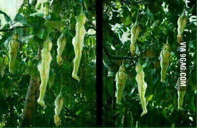 Narilatha flower plant grow in the Himalayan region in India - 9GAG