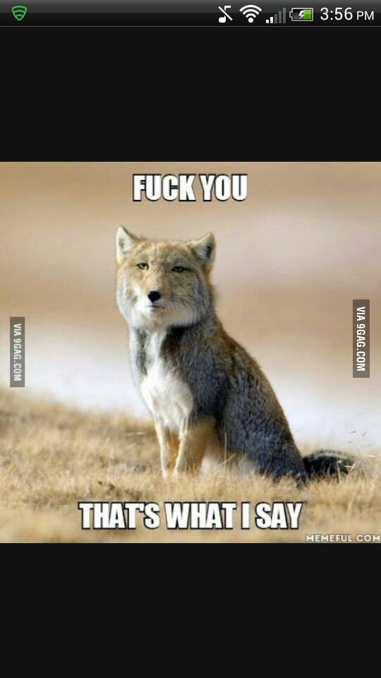 What does the fox say? - 9GAG