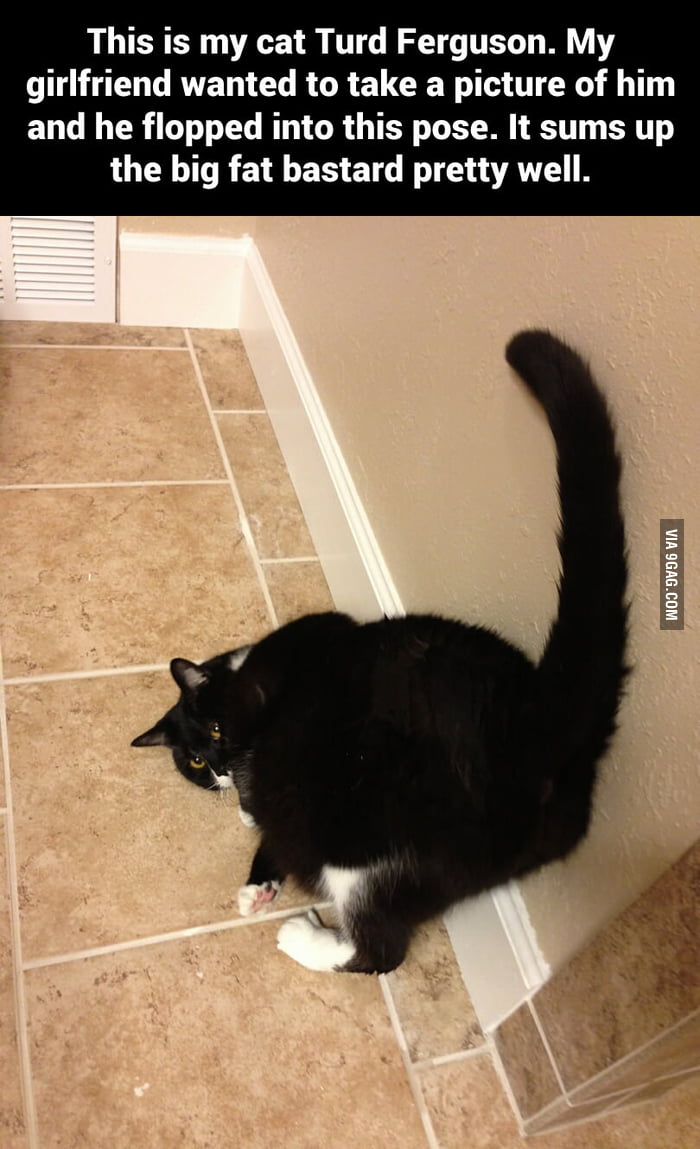 This is my cat Turd Ferguson - 9GAG