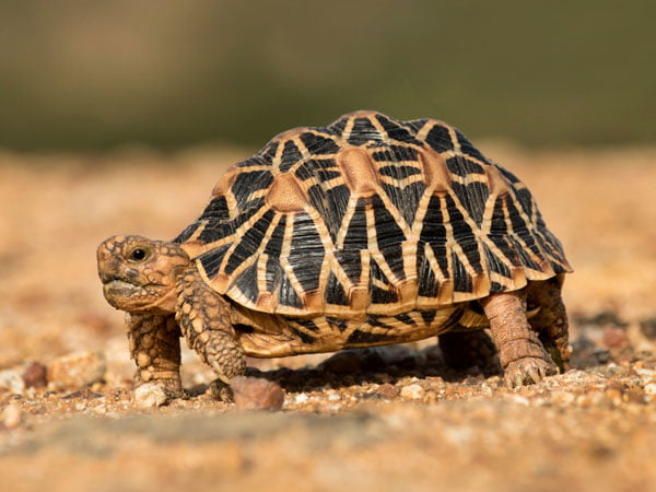 The Indian star tortoise is a species of tortoise native to dry ...