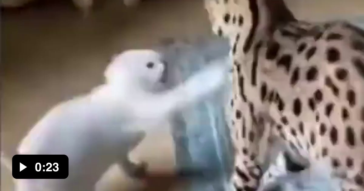 Its cool bro just chillax - 9GAG