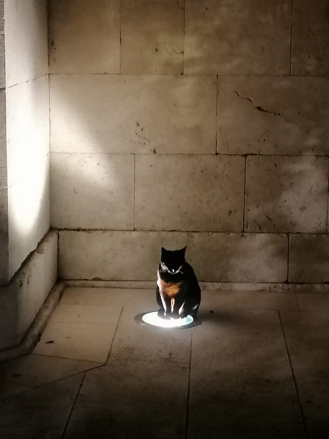Take a rest from war news. Look at this nice cat summoning the dark ...