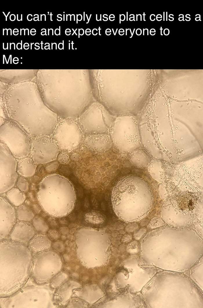 Sick and tired of Putin’s war. Here’s my geek botanical meme made out ...