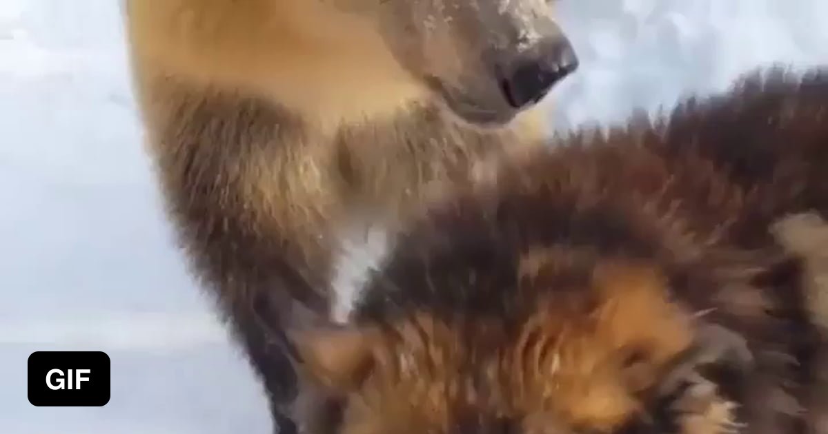 A Russian watch dog - 9GAG