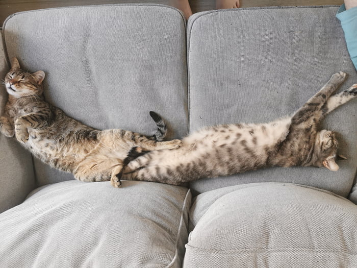 Catdog Two cats, one body... - 9GAG