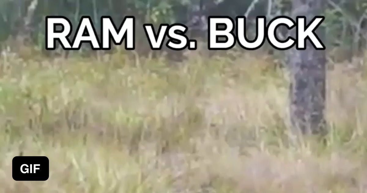 Ram vs. Buck - 9GAG