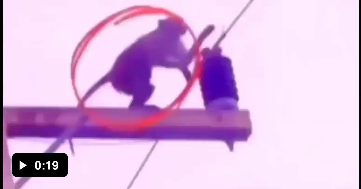 Monkey gives first aid to electrocuted monkey and brings it back to ...