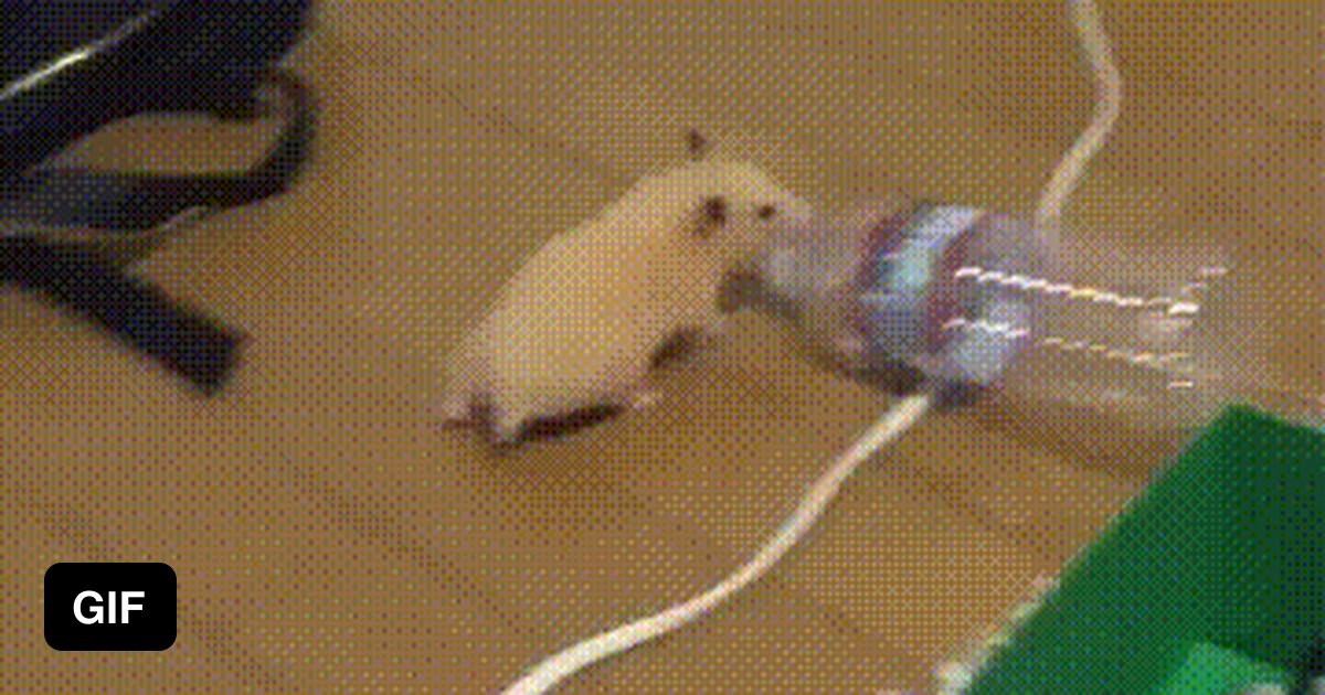 H'amstre, Wielder of the Void Mace - 9GAG