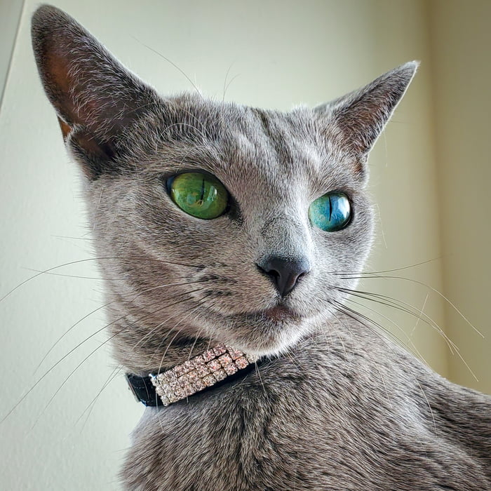 Teeny Dina is a real life cat supermodel - 9GAG