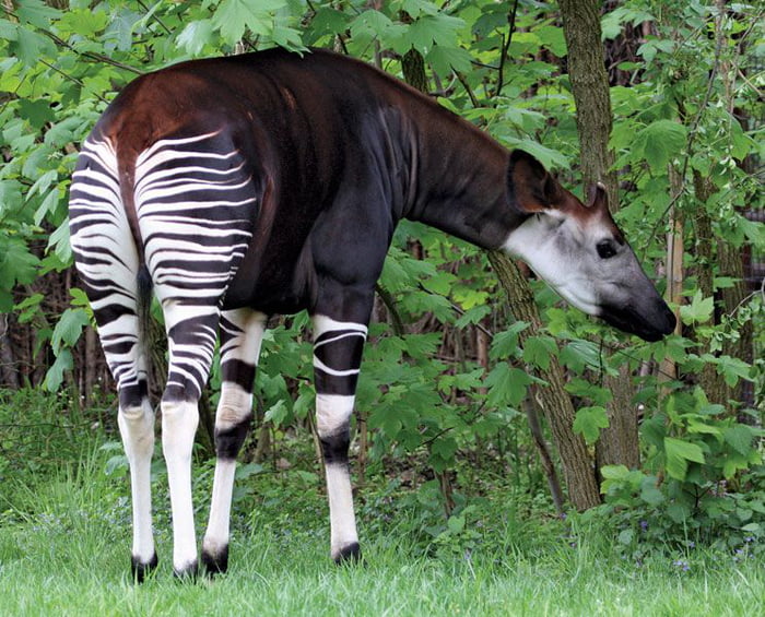 The Okapi is a mammal native to Congo in central Africa. Although it ...