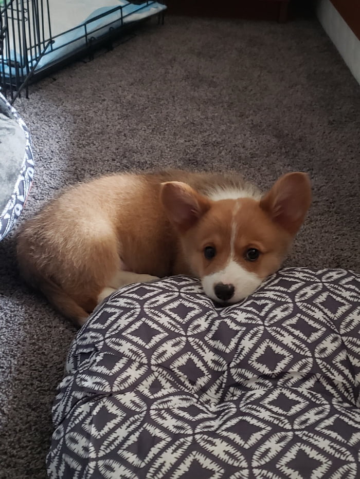 Lil Pup 9GAG