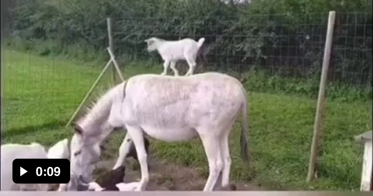 Crazy goat - 9GAG