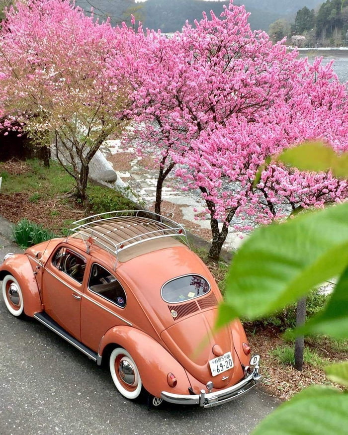 Springtime in Japan - VW Beetle - 9GAG