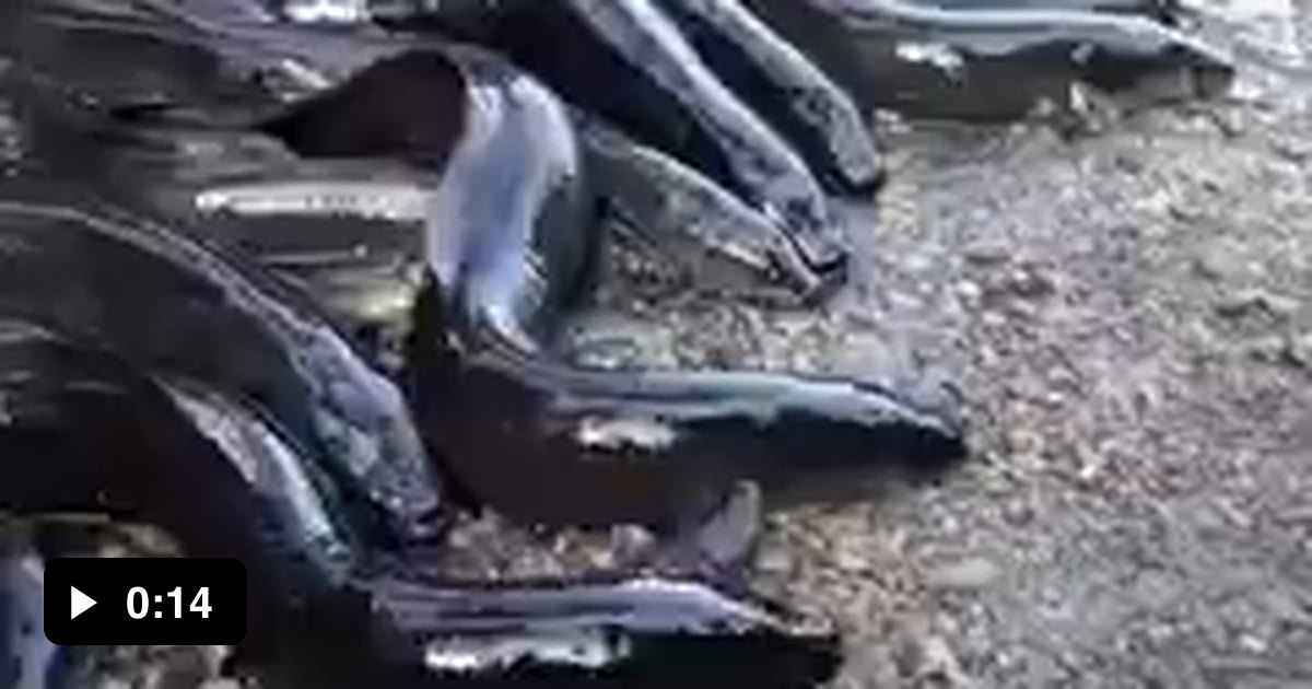 Amazing Huge eel - 9GAG