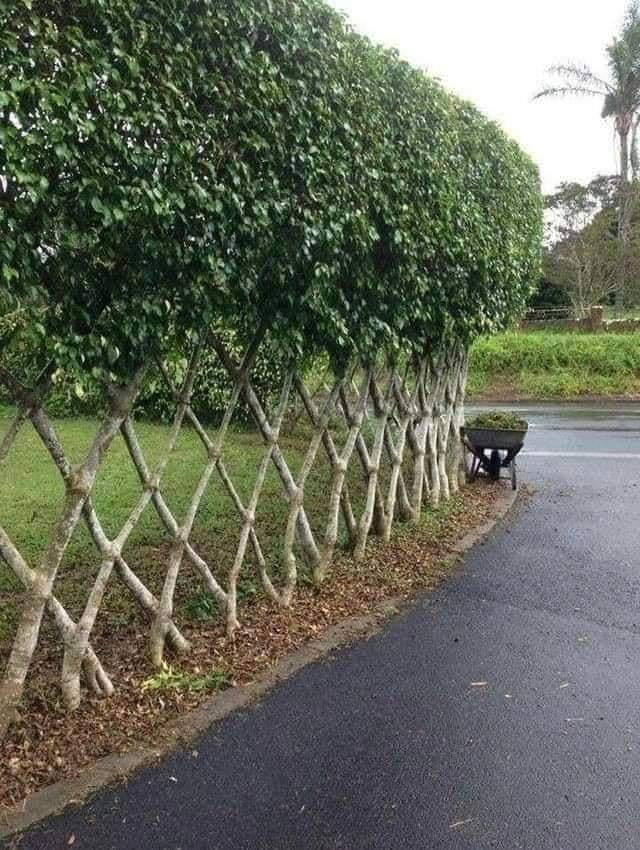 These trees were grown to create a fence - 9GAG