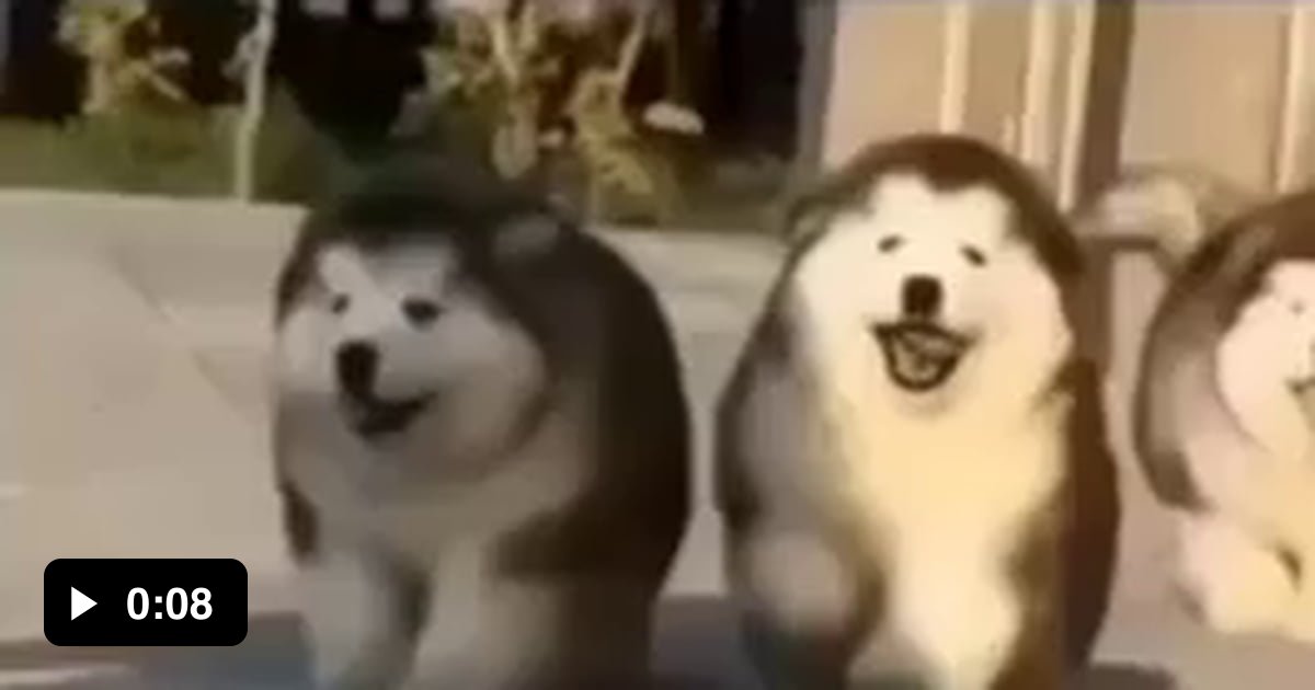 Doggo attack - 9GAG