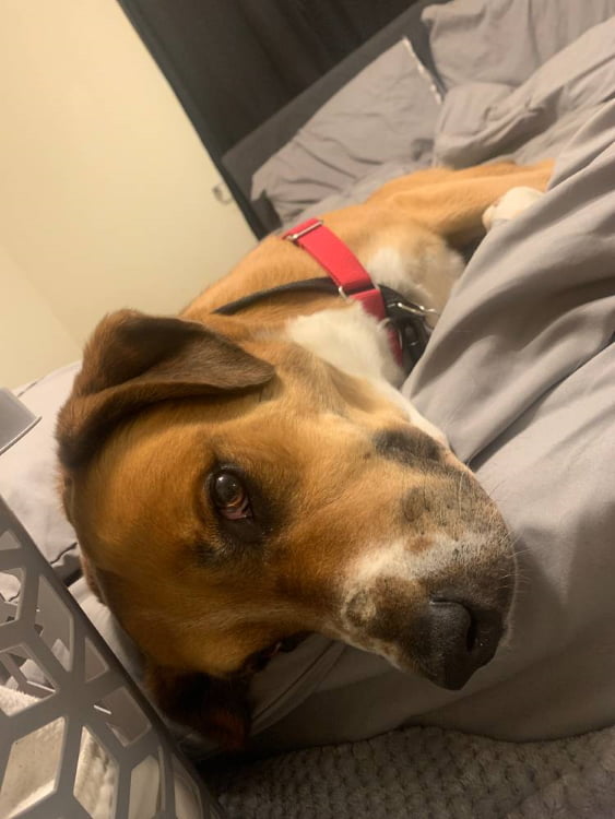 Just a cute dog, nothing else - 9GAG