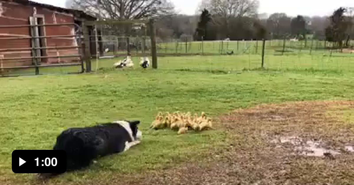 What a smart boi - 9GAG