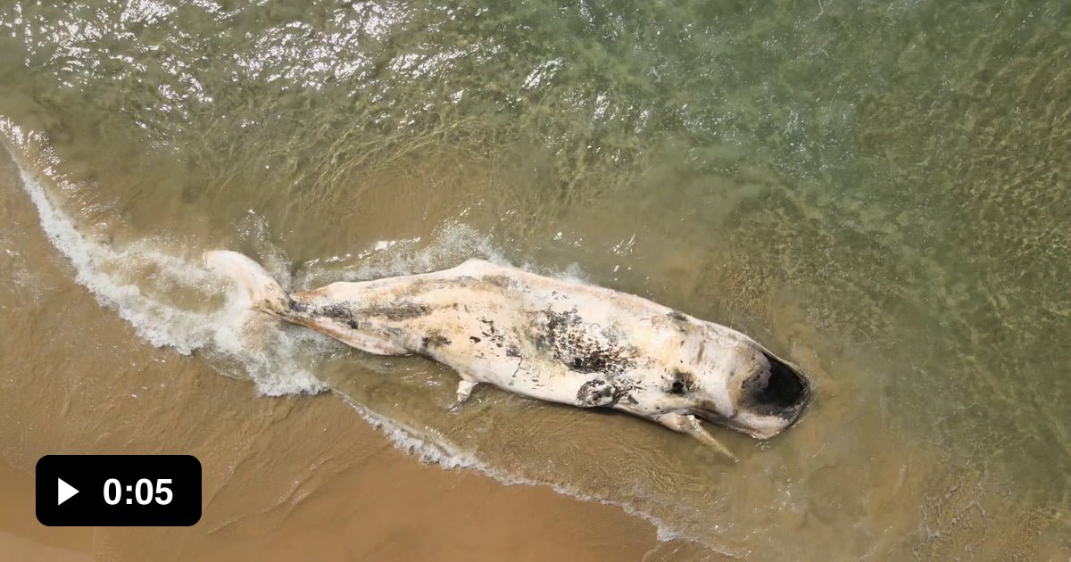 Dead baby whale carried to the beach.. - 9GAG