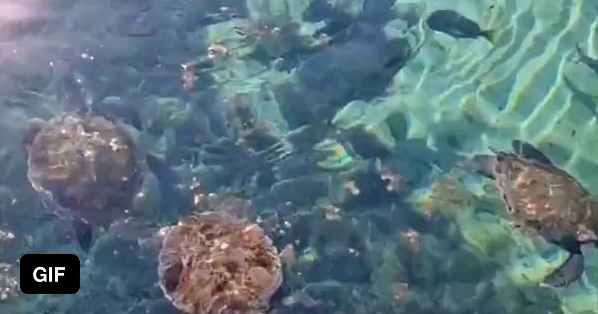 Have you ever realised that turtles actually can swim at the speed of a ...