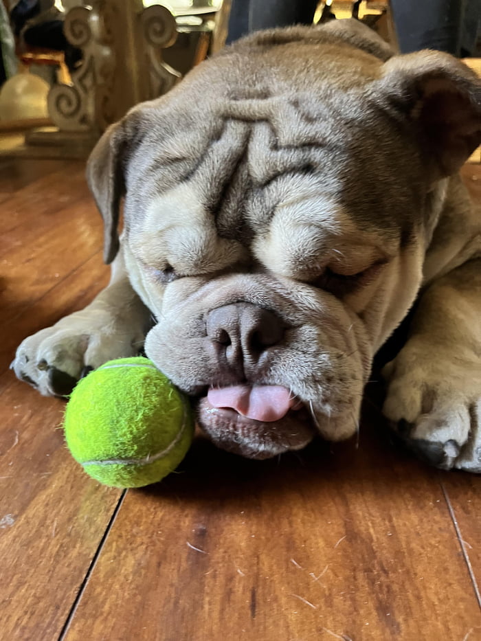 Pls throw ball - 9GAG