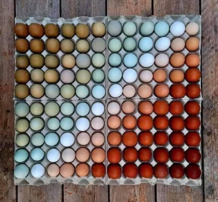 The variety of shades from different breeds of chickens. - 9GAG