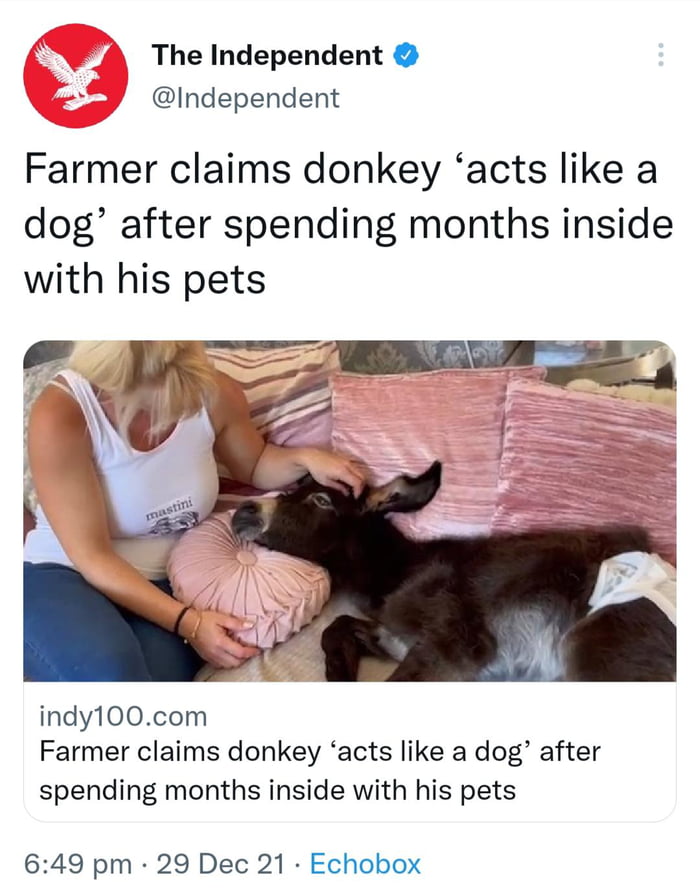 Lucky donkey - 9GAG