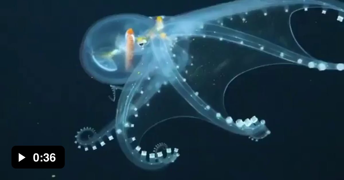 Rare Glass Octopus of the The Phoenix Islands, or Rawaki... - 9GAG