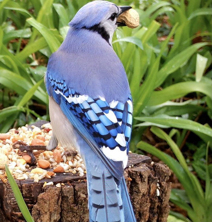 Blue jay takes the biggest peanut - 9GAG