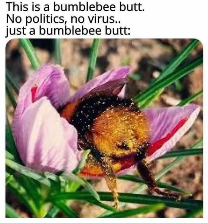 Don't worry. Bee happy! - 9GAG