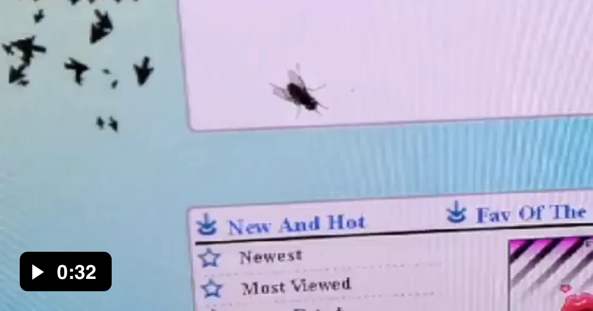 Trying to scare a fly. - 9GAG