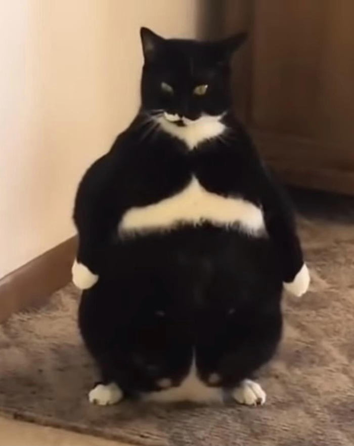 Buff cat- confident for a reason - 9GAG