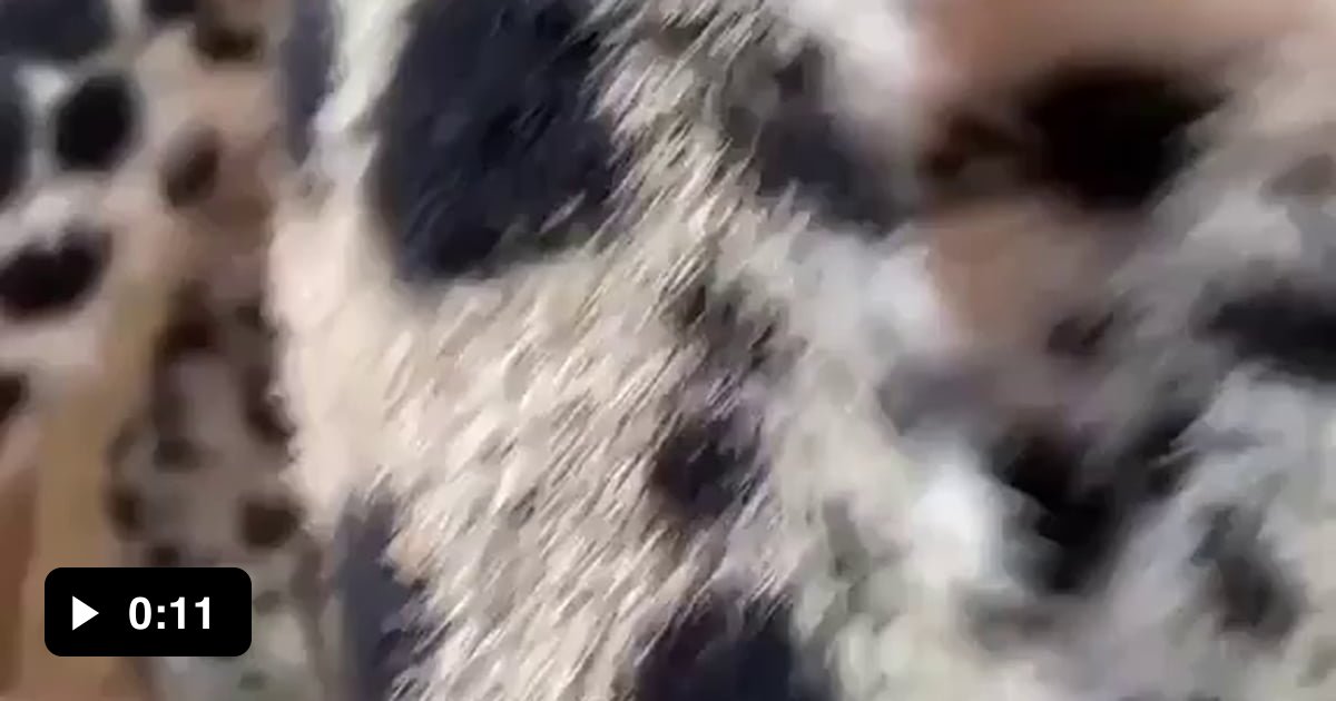 A clouded leopard - 9GAG