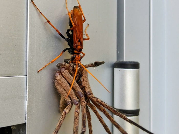 Tarantula hawk wasp eating huntsman spider.... I wonder what did wasp ...